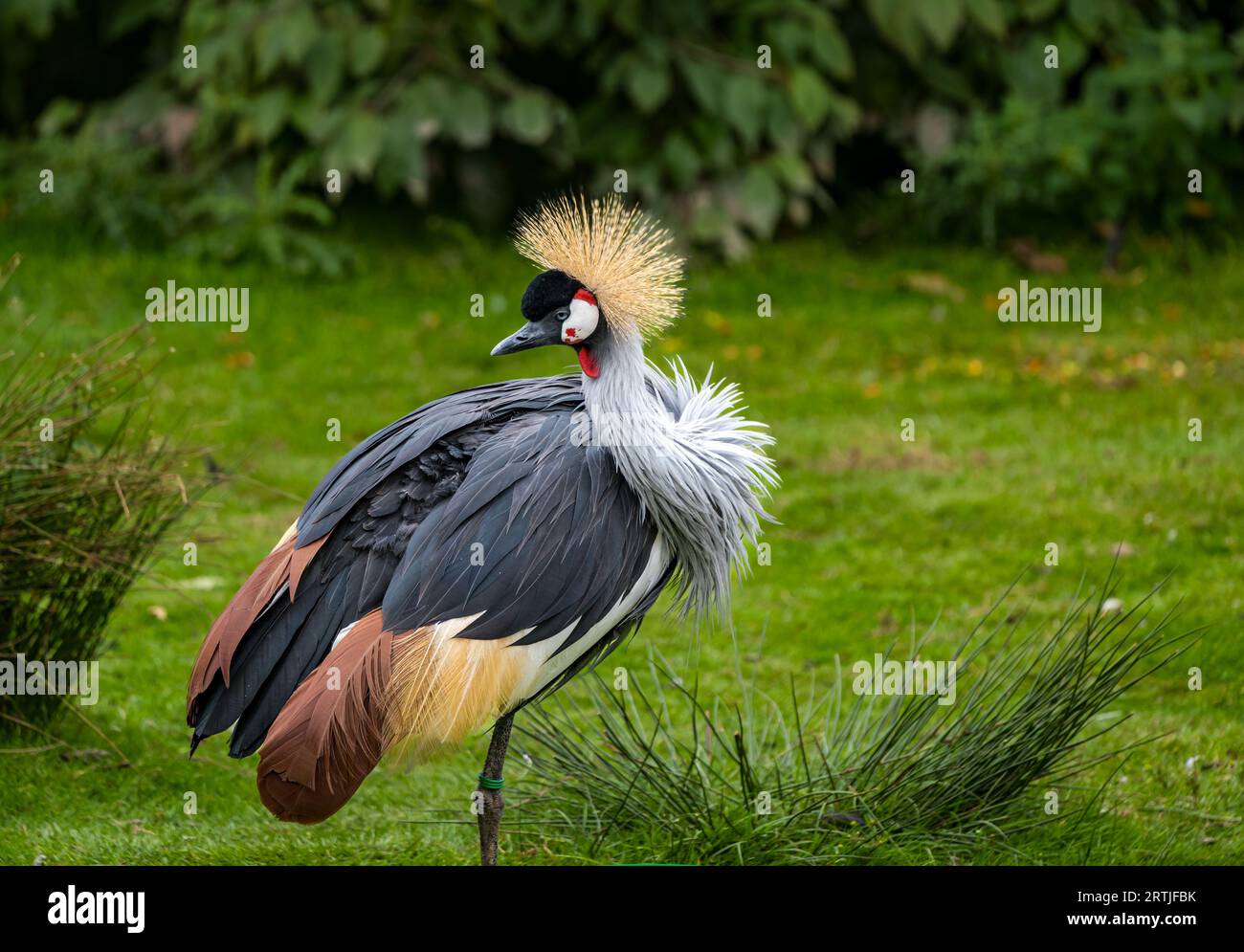 Crane bird britain hi-res stock photography and images - Alamy
