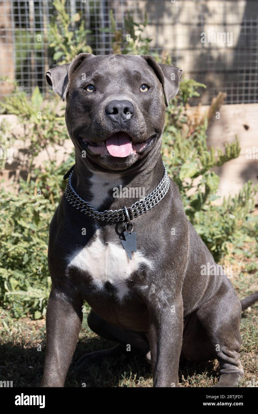 Razors Edge Pitbull Tri Color