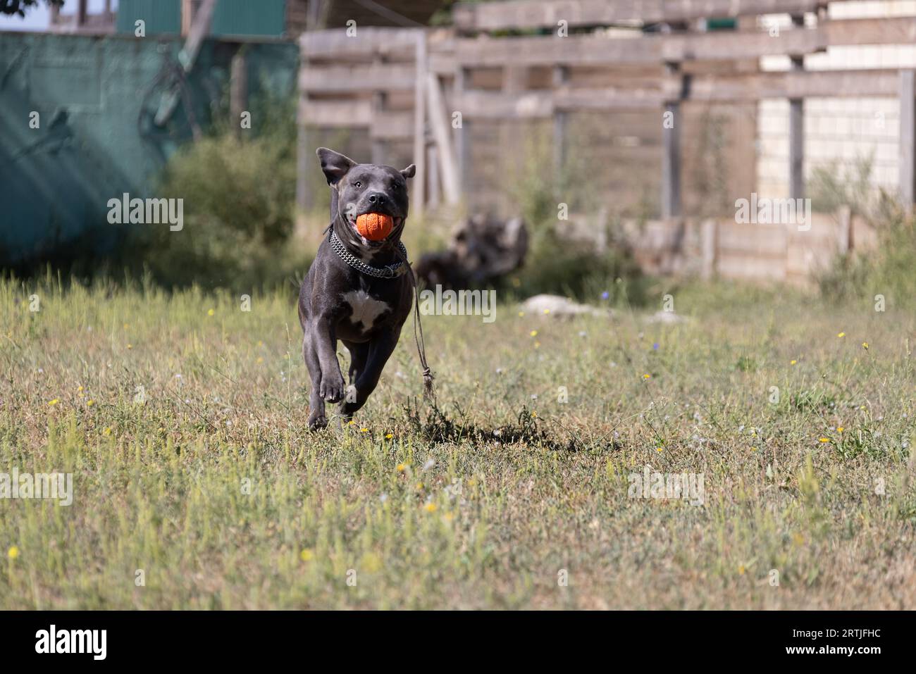 Beautiful staffordshire bull terrier portrait on a green lawn close-up ...