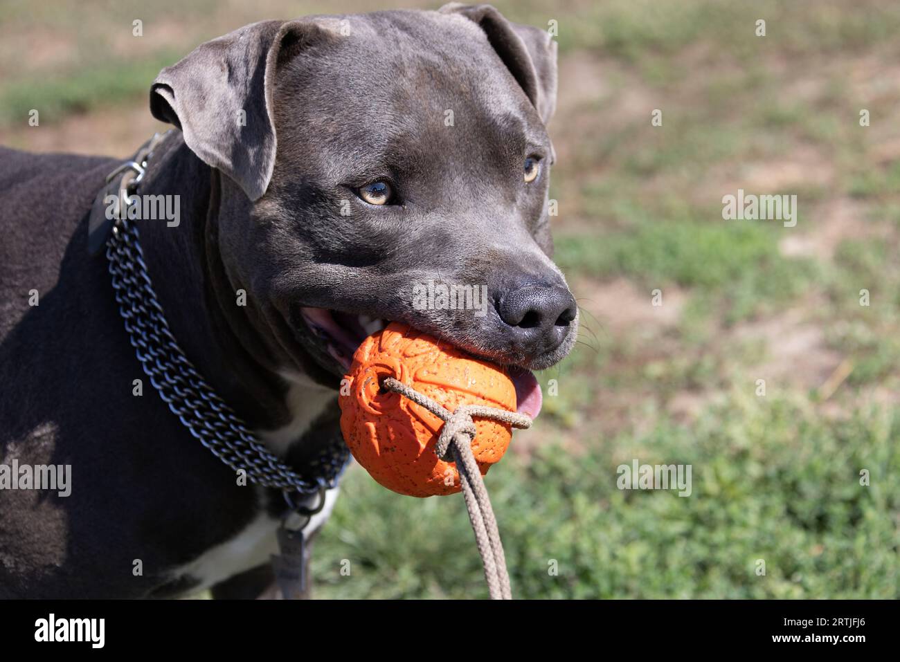 Beautiful staffordshire bull terrier portrait on a green lawn close-up ...