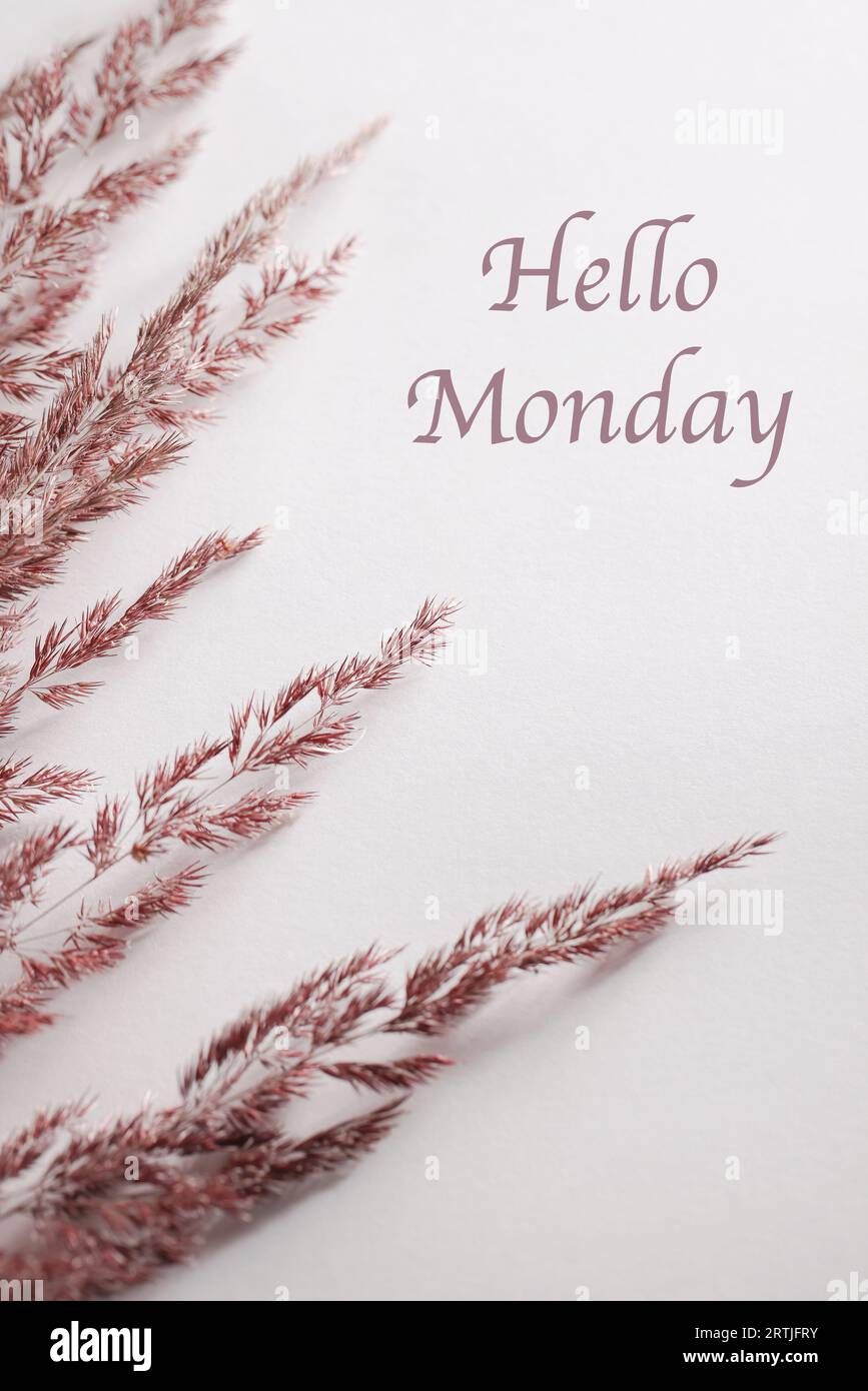 hello Monday text with pampas grass on white background. copy space ...