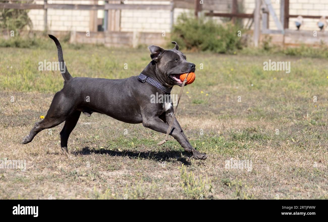 American staffordshire pit bull terrier hi-res stock photography and ...
