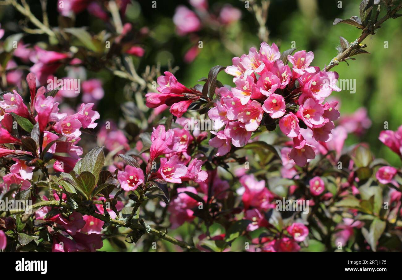 Weigela florida Foliis Purpureis in flower Stock Photo - Alamy