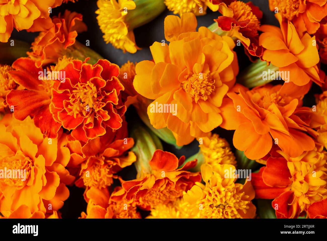 Texture of marigold flowers as background. Divaly celebration Stock ...