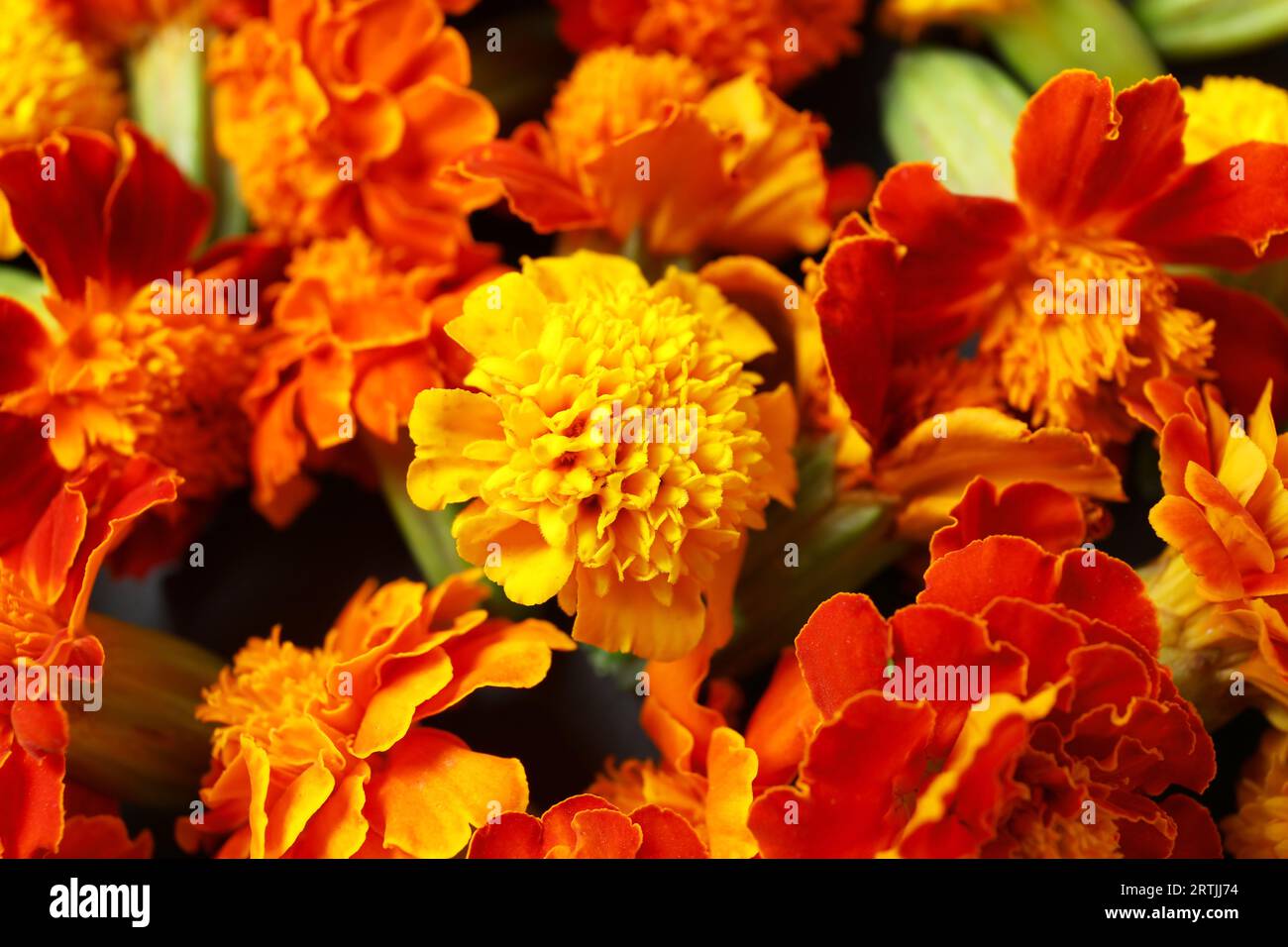 Texture of marigold flowers as background. Divaly celebration Stock ...