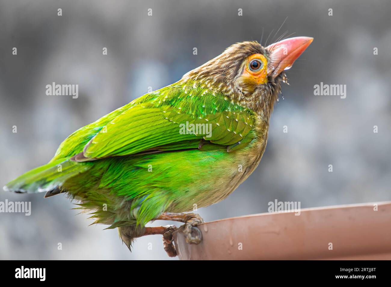 Little cute brown drinking water hi-res stock photography and images ...