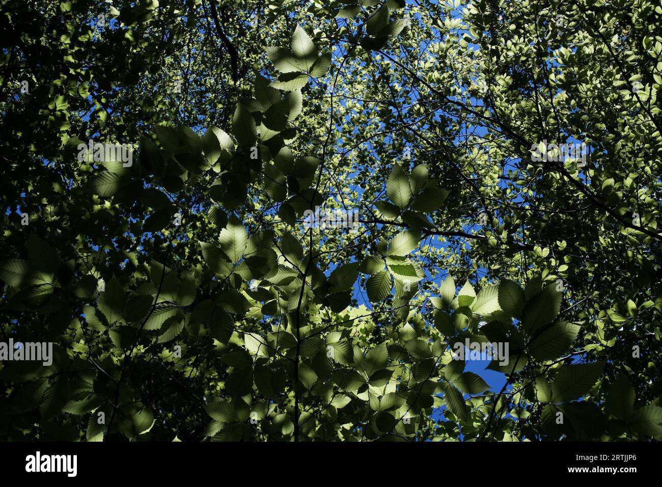 Shot looking up maple tree hi-res stock photography and images - Alamy