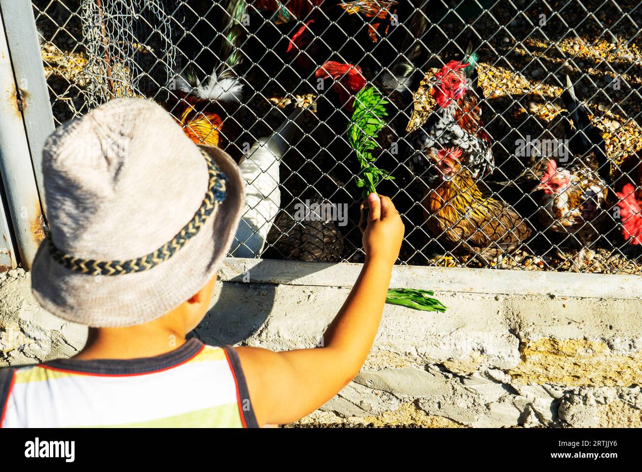 A little boy is playing with chicken and rooster. The boy feeds the ...