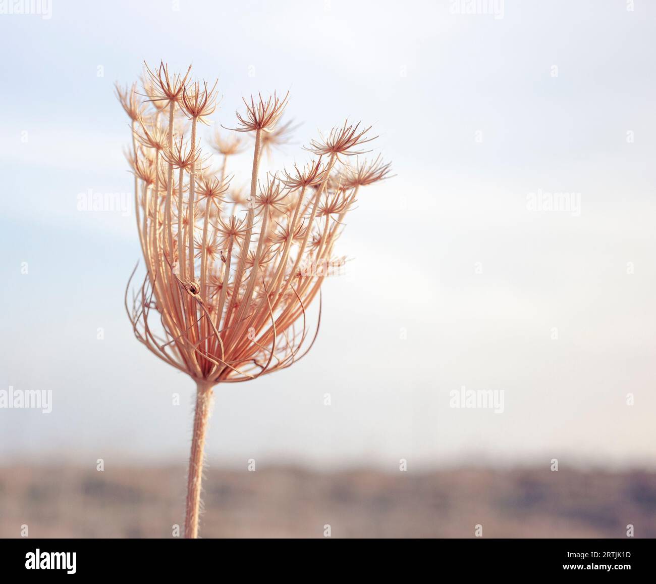 Dried daucus carota, the wild carrot at the end of summer. The image ...