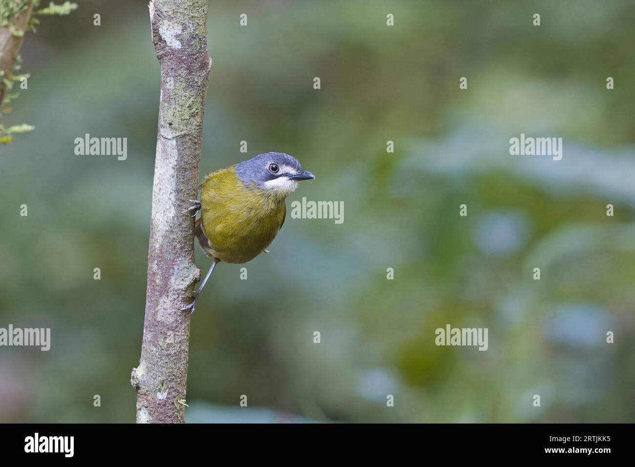 Green Backed Robin in West Papua Indonesia Stock Photo - Alamy