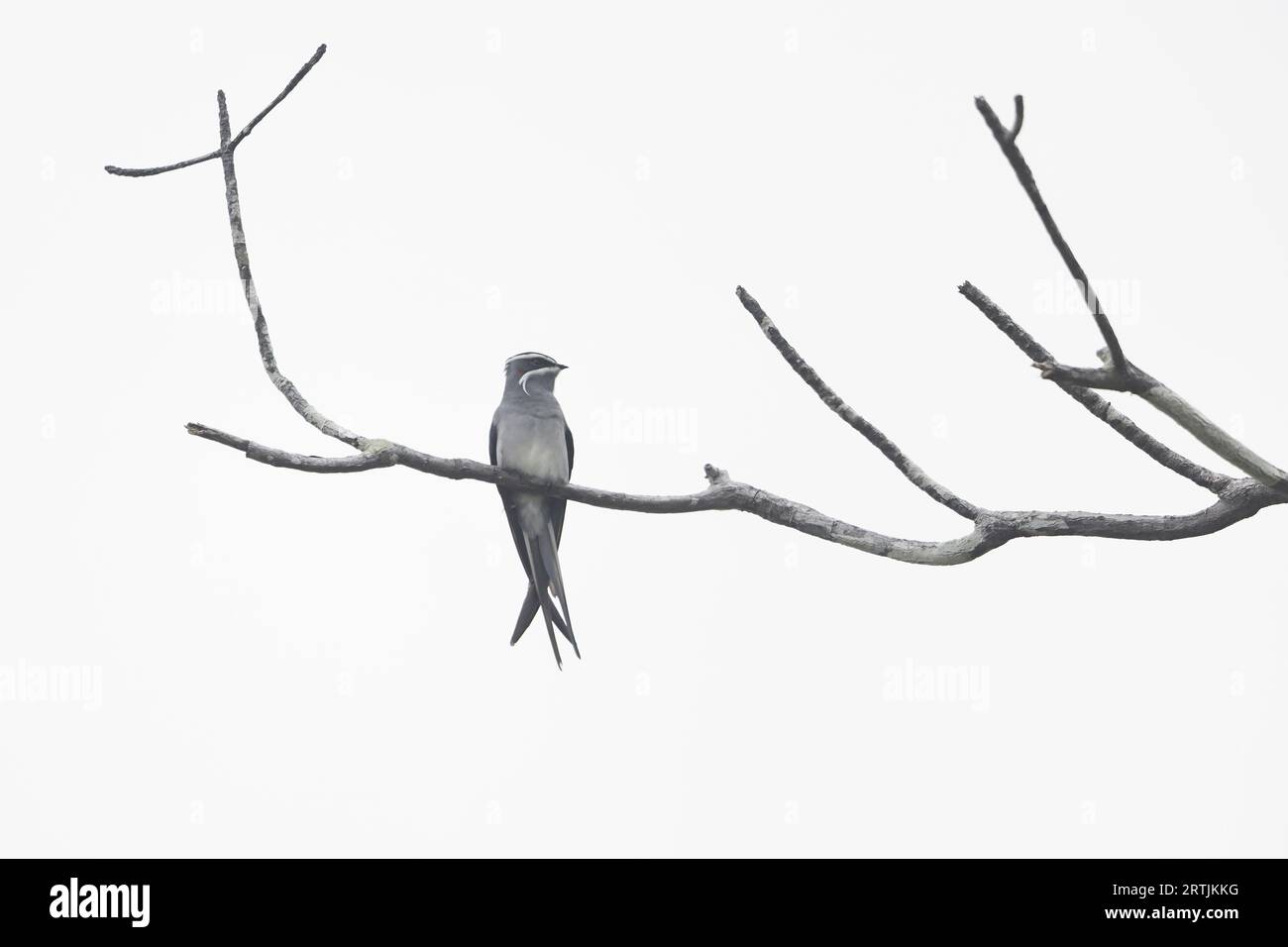 Moustached Treeswift in a dead tree Raja Ampat West Papua Indonesia ...