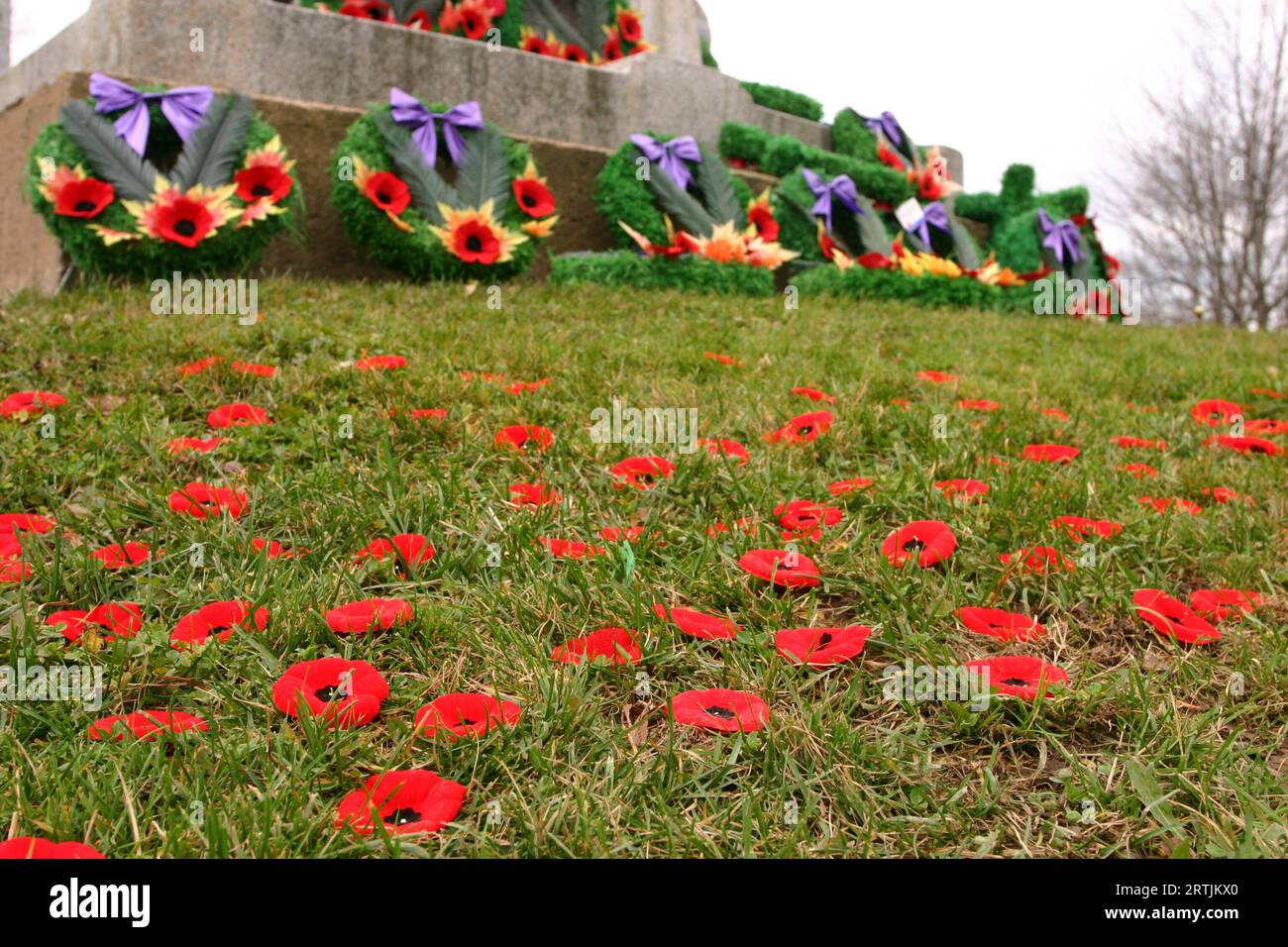 Focus on Poppies, remembrance day, memorial, poppys, Windsor, Nova ...