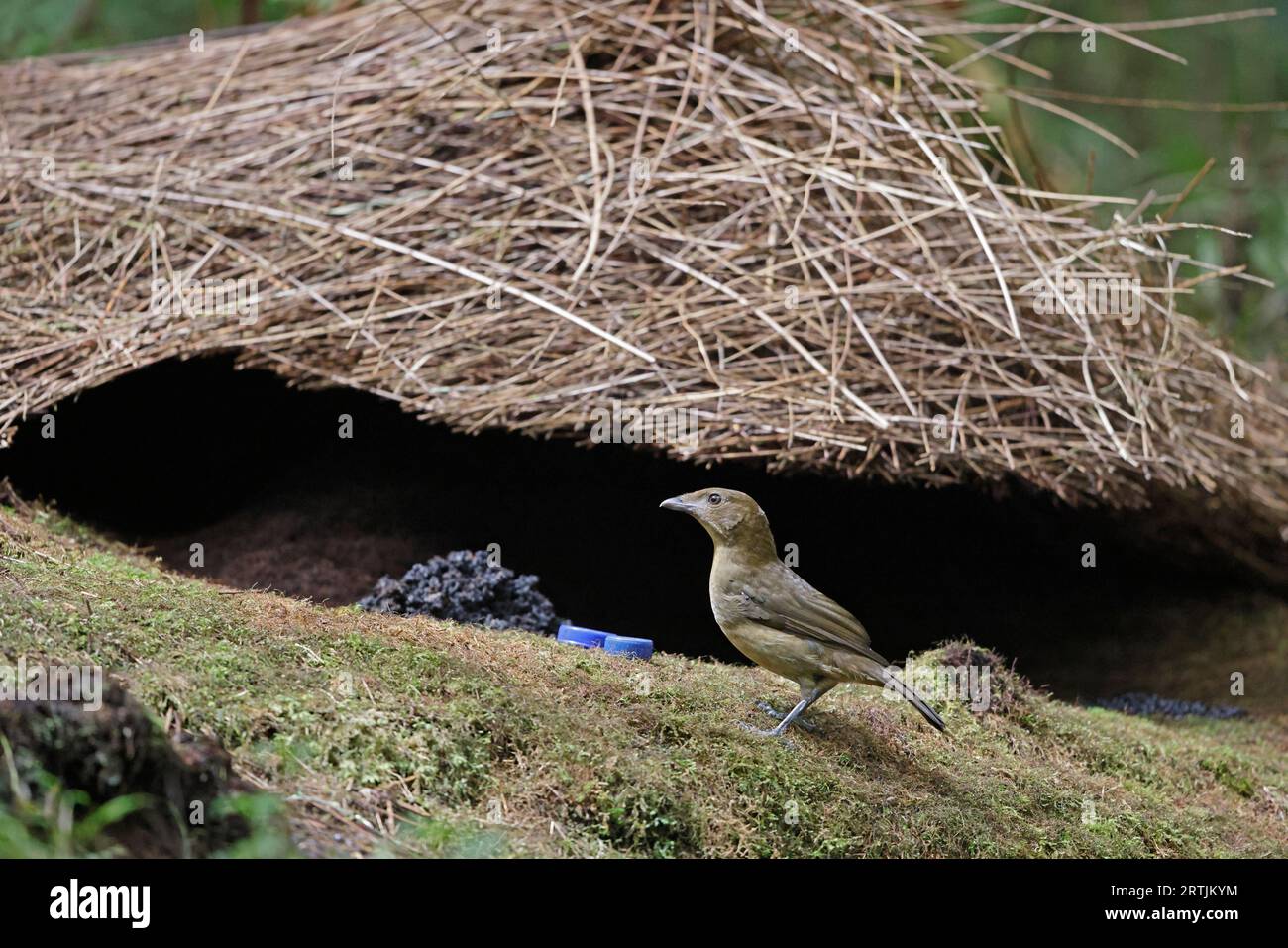 Male Vogelkop Bowerbird in front of its Bower with a blue plastic ...