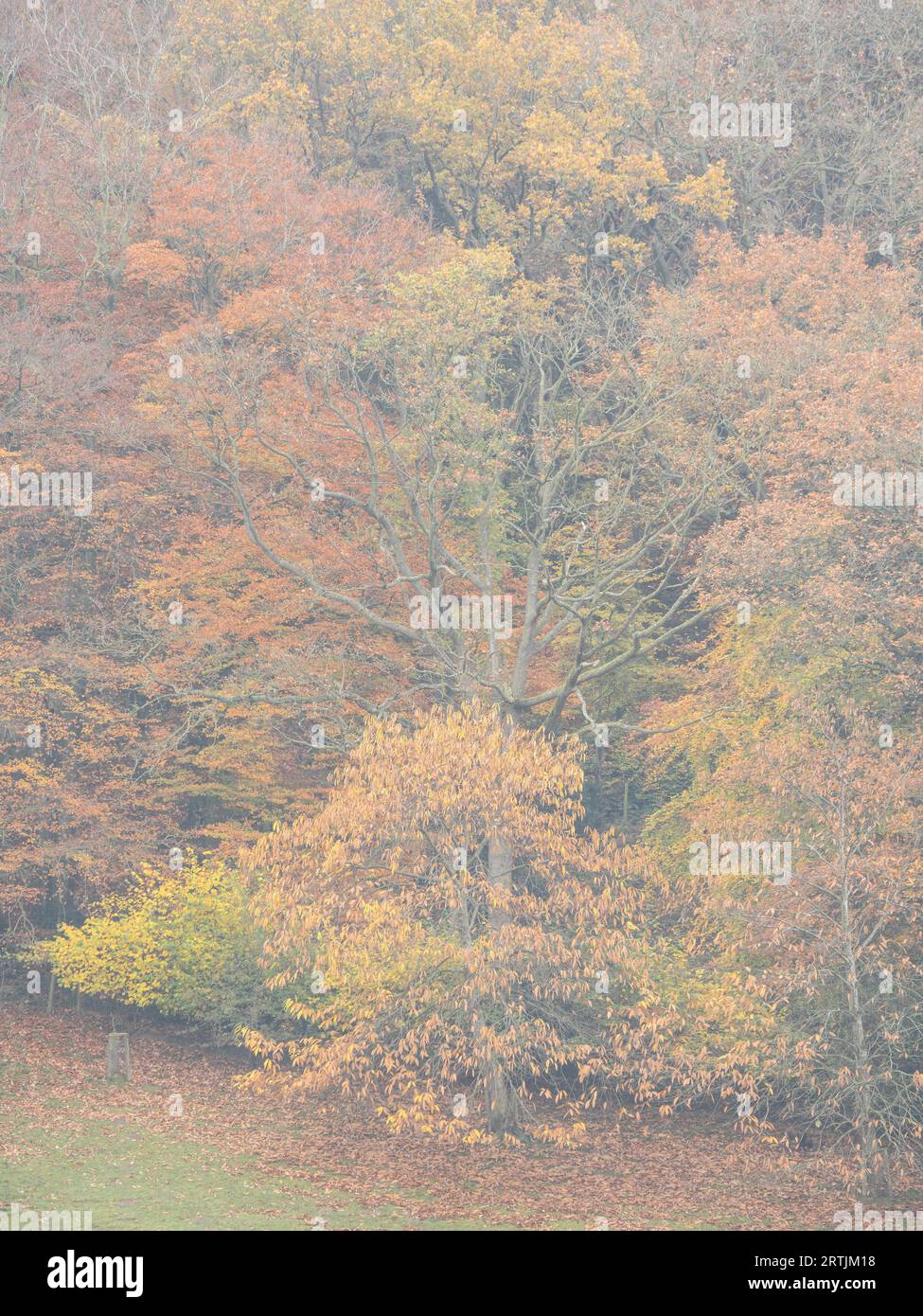 Natural Woodland at Goat Hill, an escarpment at the eastern end of the ...
