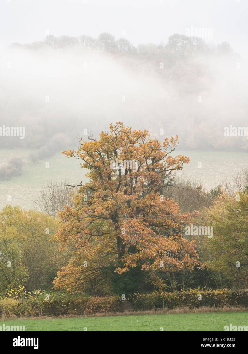 Natural Woodland at Goat Hill, an escarpment at the eastern end of the ...