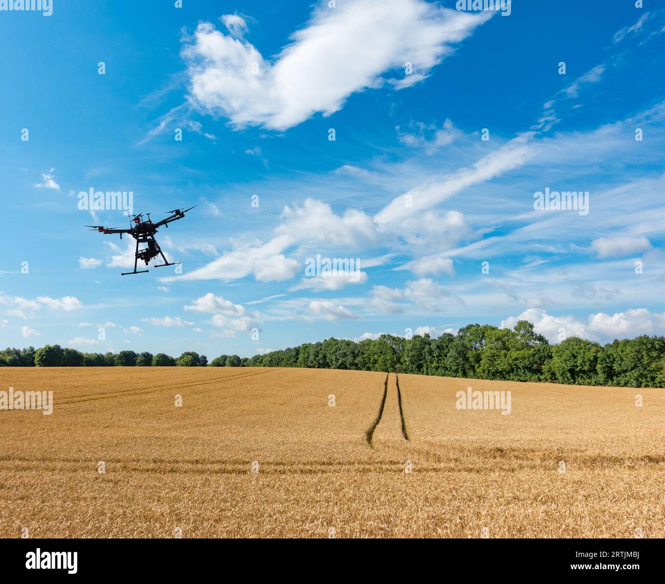 Drone flying over crop of wheat. Drone technology, farming, agriculture Stock Photo - Alamy