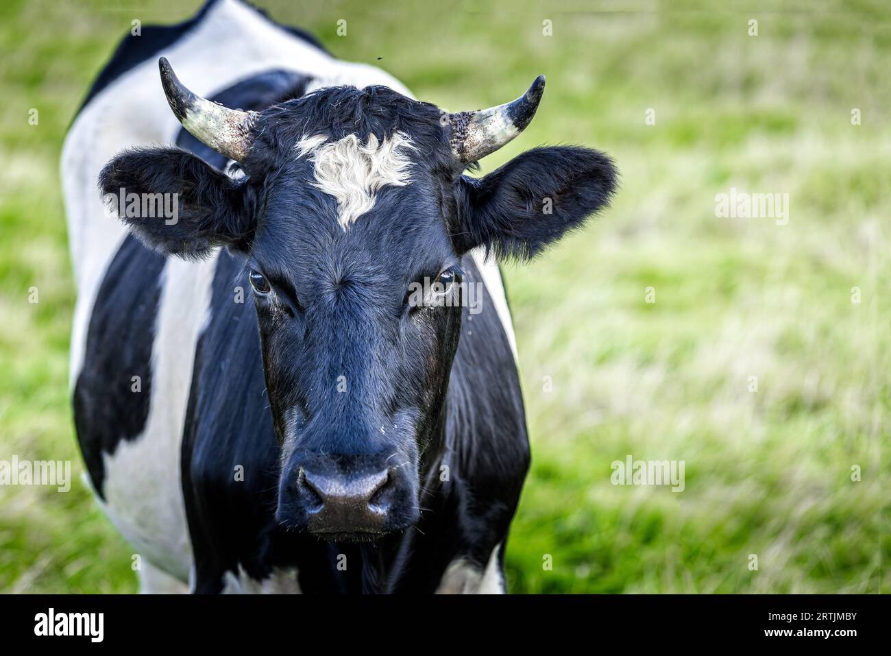 Holstein cow hi-res stock photography and images - Alamy
