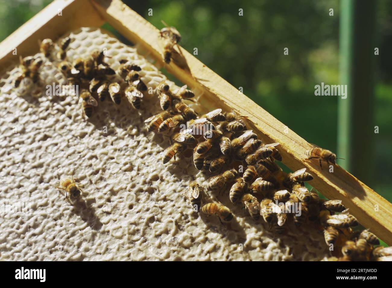 The beekeeper holds a nesting frame with honey and bees in his hands. Close-up. Agricultural ...