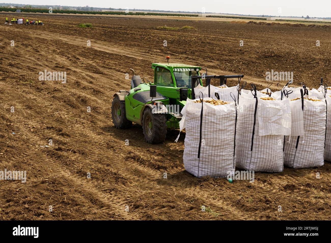 The loader transports fresh potatoes harvested to the field Stock Photo ...
