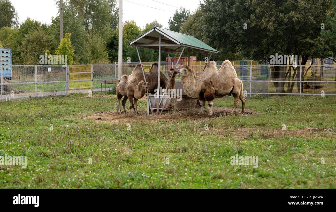 Camel face close-up on a ranch in the village. A Bactrian camel walks ...