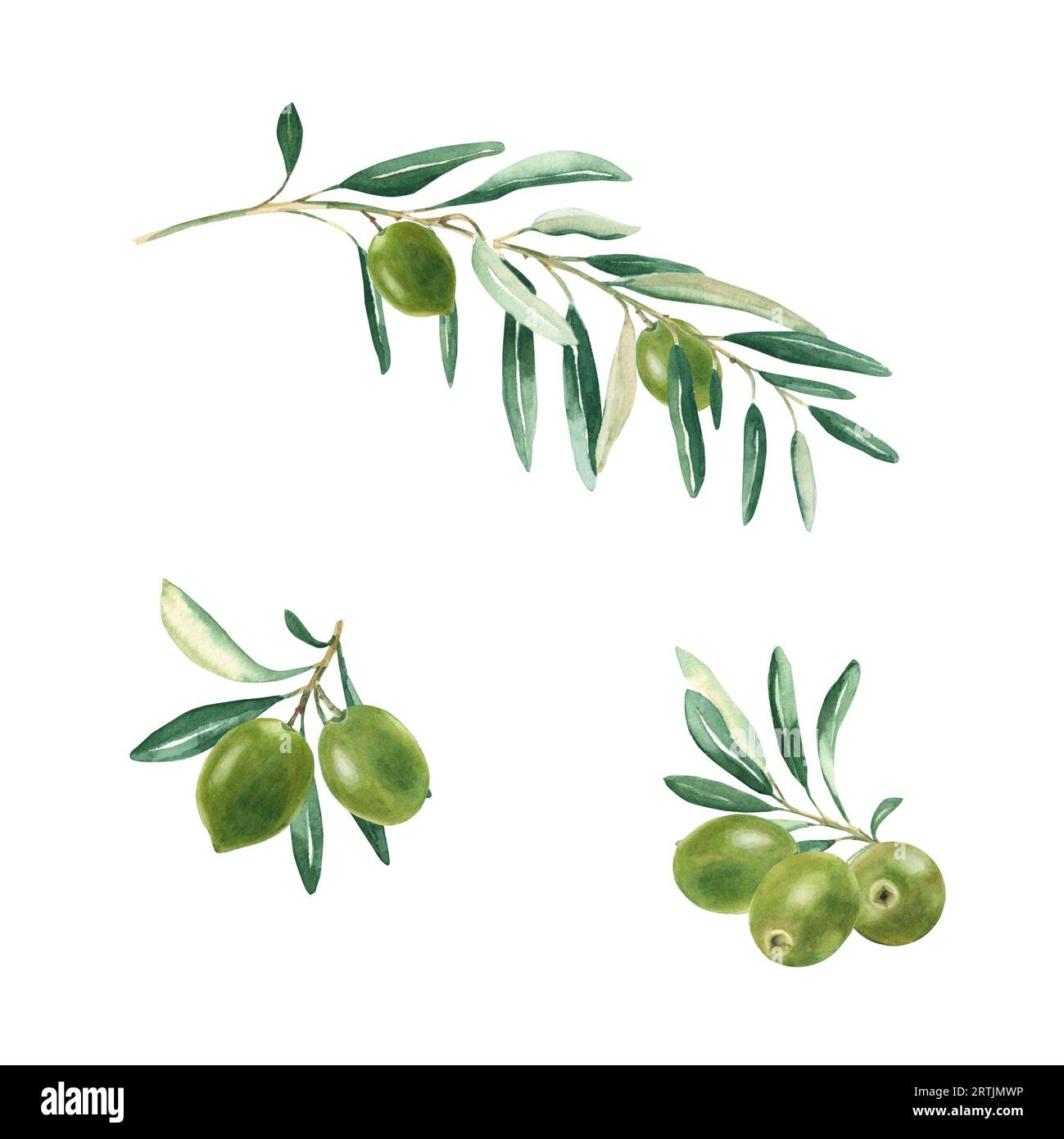 Olive branches with green olives set isolated on white background. Watercolor hand drawn ...