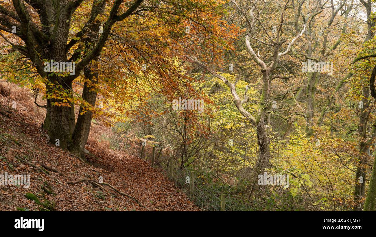 Early Autumn colour in Rectory Wood and Hopes Wood which lie behind ...