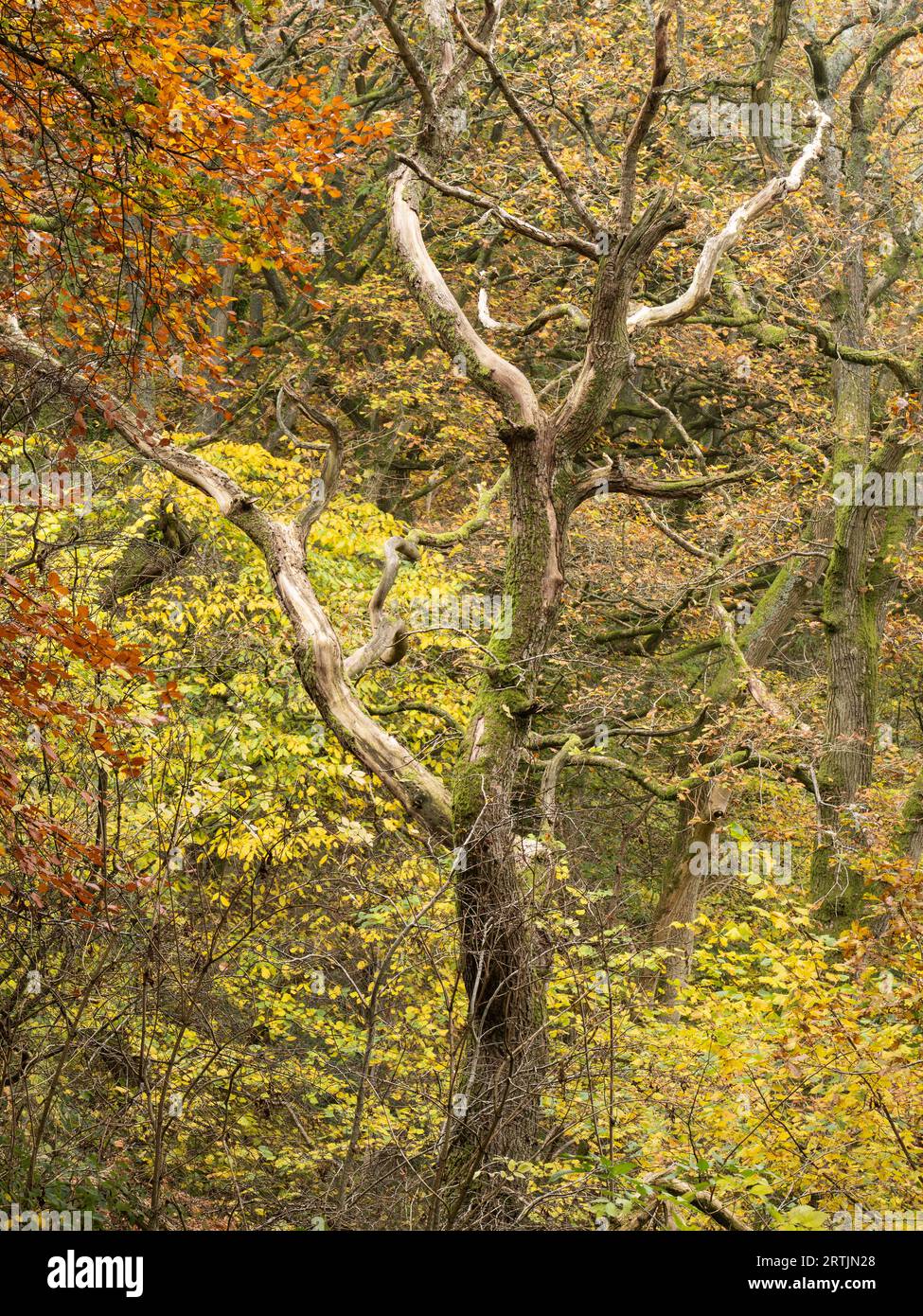 Early Autumn colour in Rectory Wood and Hopes Wood which lie behind ...