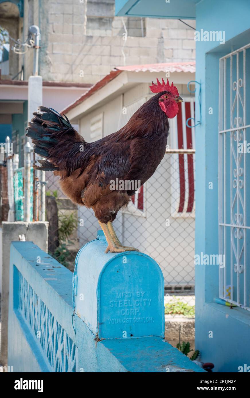 A rooster hangs out in a neighborhood in Guánica, Puerto Rico. Photo by ...