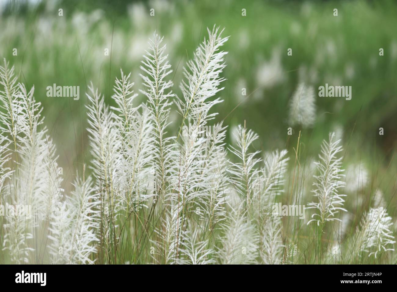 Saccharum spontaneum is a species of perennial grass in the family true ...