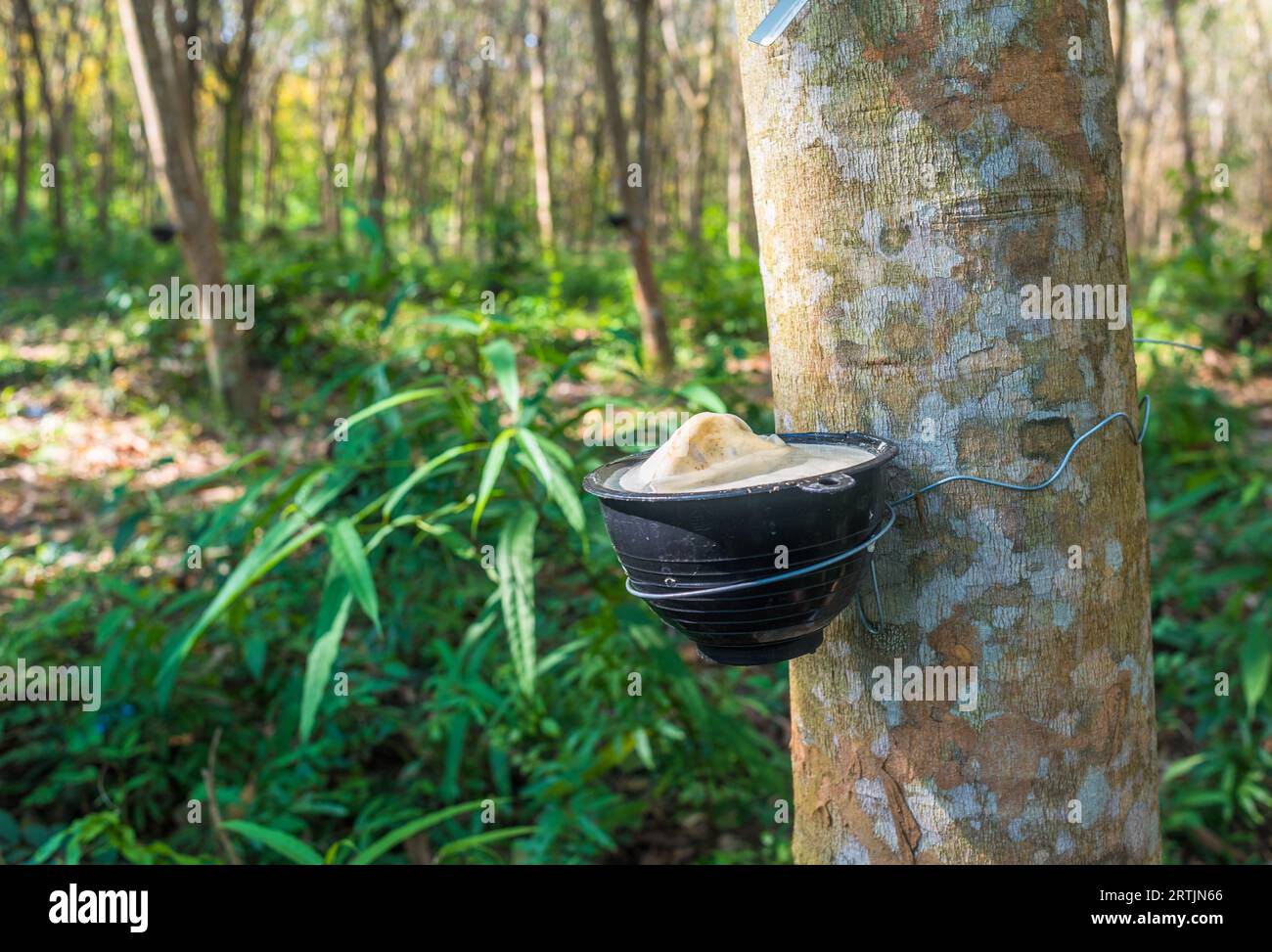 Rubber tree plantation, Thailand Stock Photo - Alamy