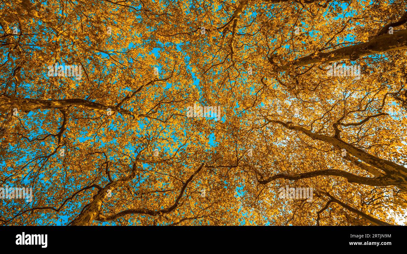 Autumn trees in the park, perfect fall scenery Stock Photo - Alamy