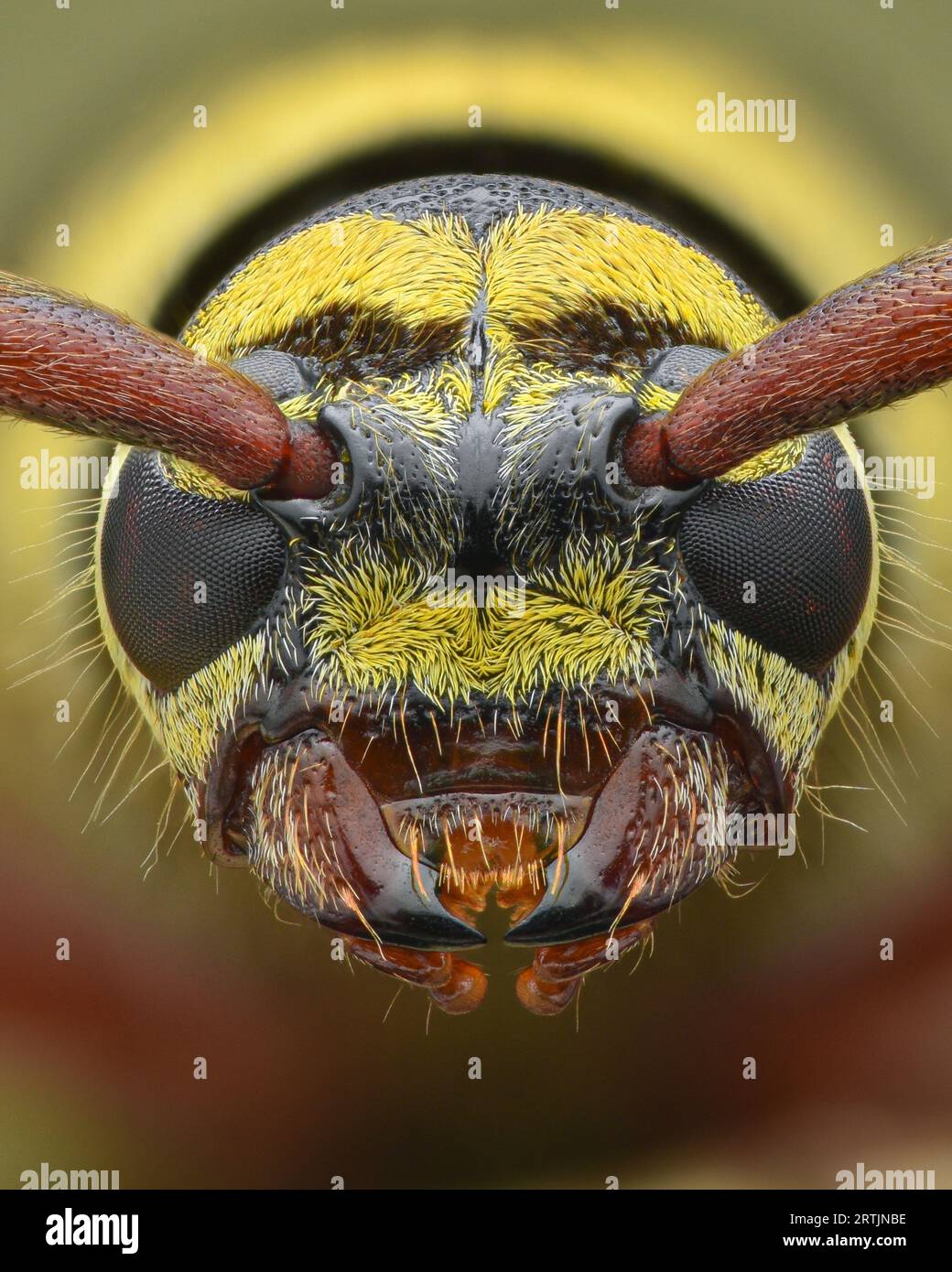 Portrait of the head of a black and yellow Longhorn Beetle mimicking a ...