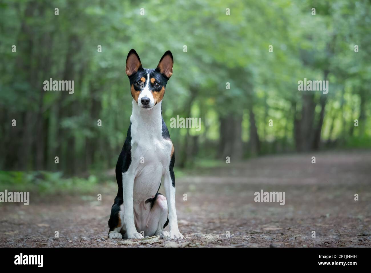 Dog breed Basenji sitting on the path in the forest Stock Photo - Alamy