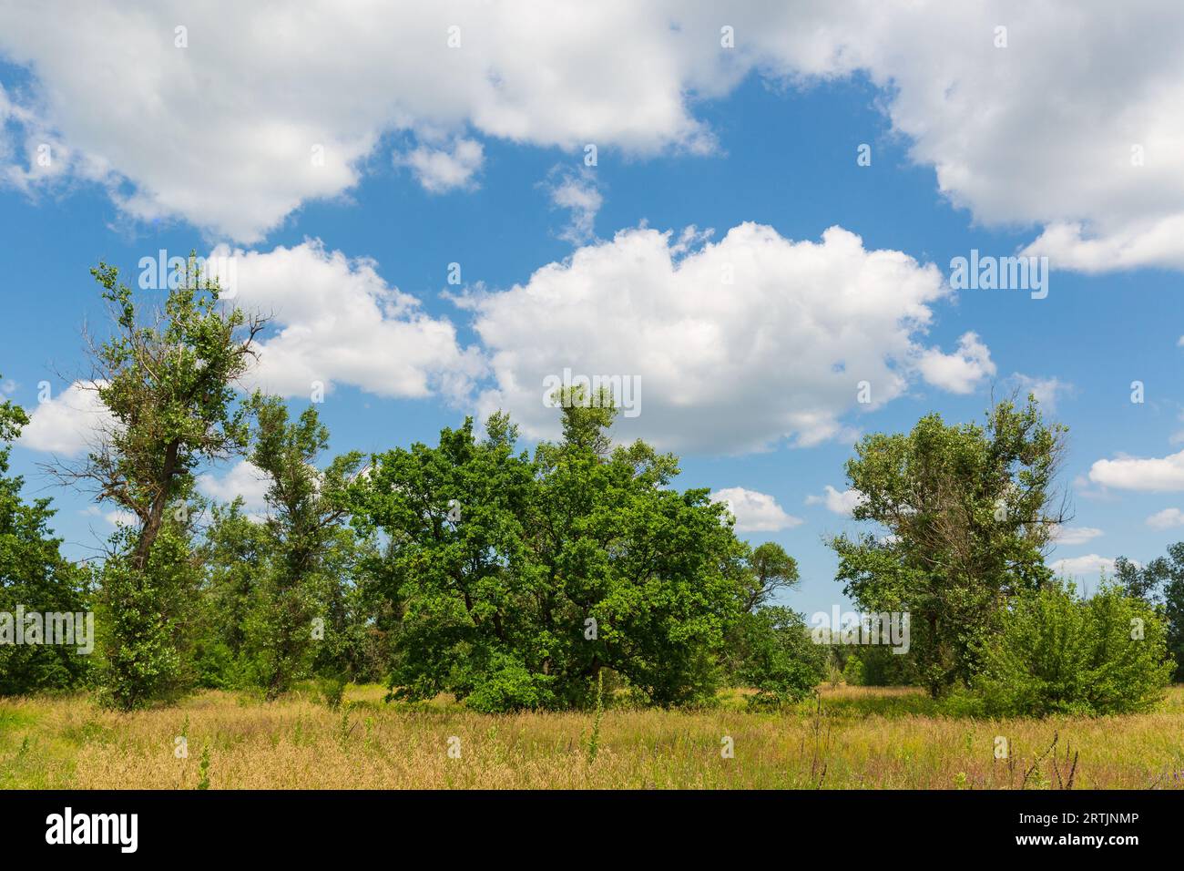 Ukraine steppe trees hi-res stock photography and images - Alamy