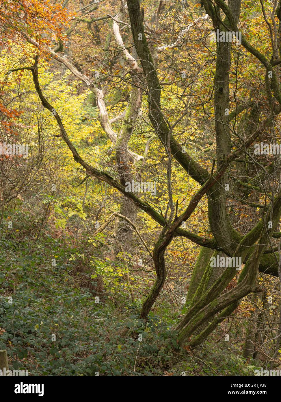 Early Autumn colour in Rectory Wood and Hopes Wood which lie behind ...
