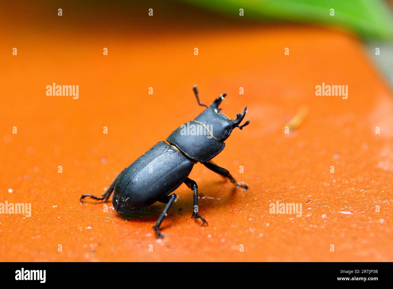 Dwarf stag beetle hi-res stock photography and images - Alamy