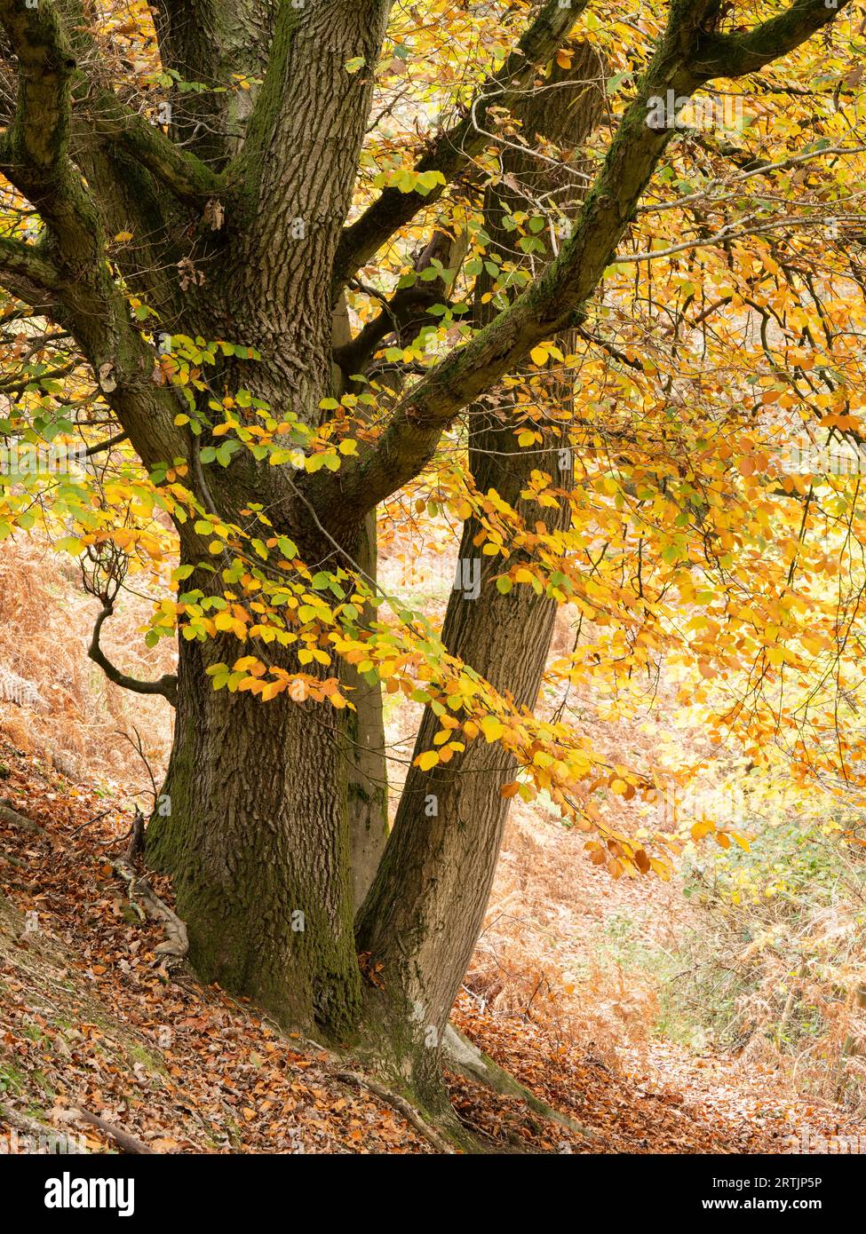 Early Autumn colour in Rectory Wood and Hopes Wood which lie behind ...
