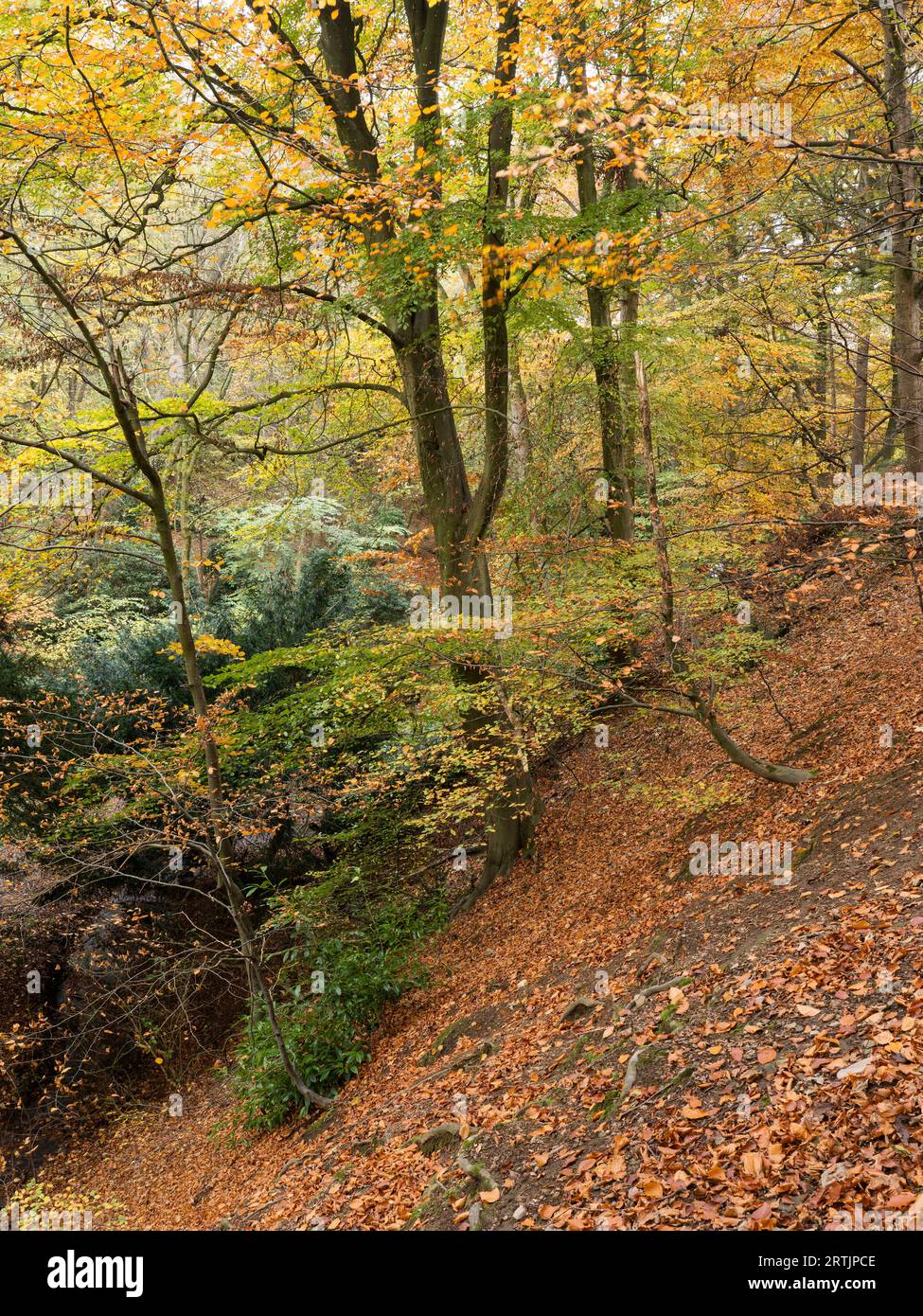 Rectory Wood, Church Stretton, Shropshire, UK Stock Photo - Alamy