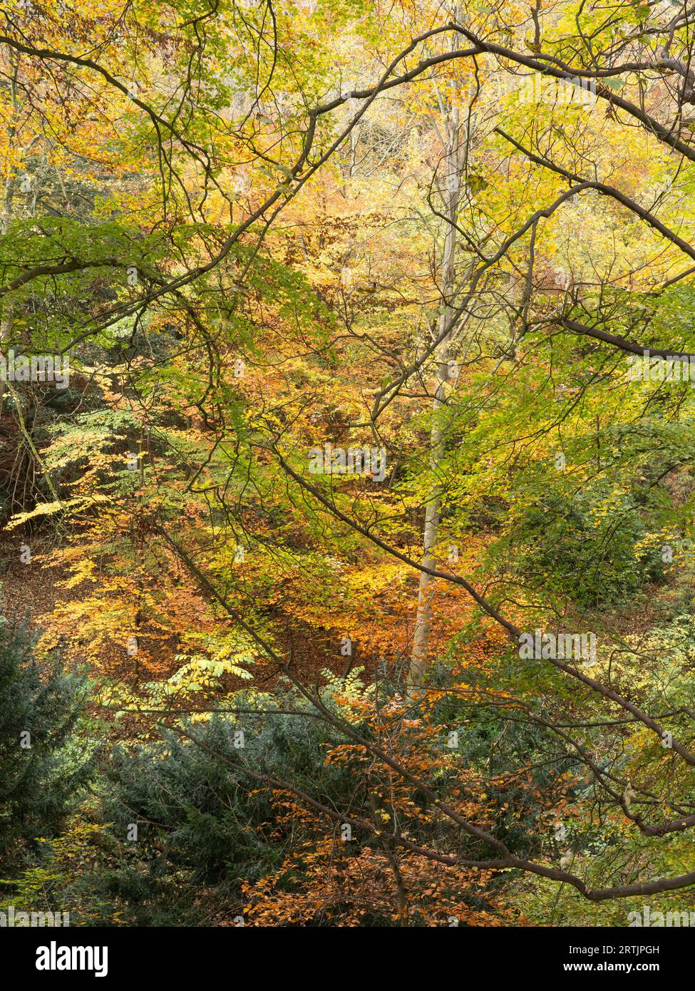 Rectory Wood, Church Stretton, Shropshire, UK Stock Photo - Alamy