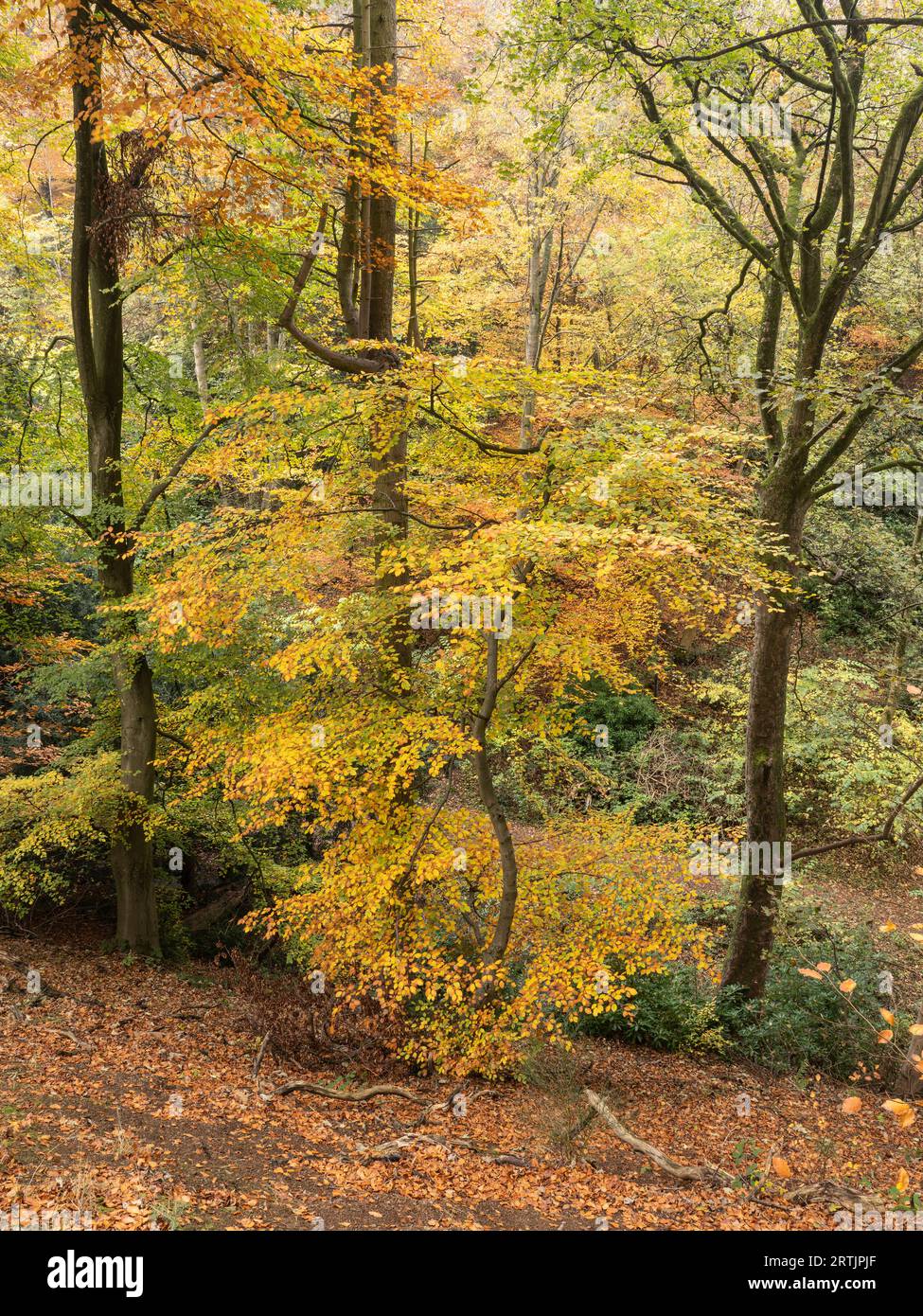Rectory Wood, Church Stretton, Shropshire, UK Stock Photo - Alamy