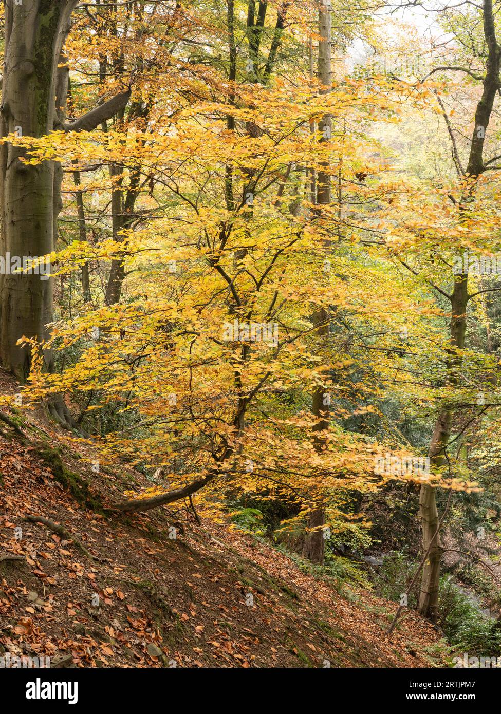 Rectory woods hi-res stock photography and images - Alamy