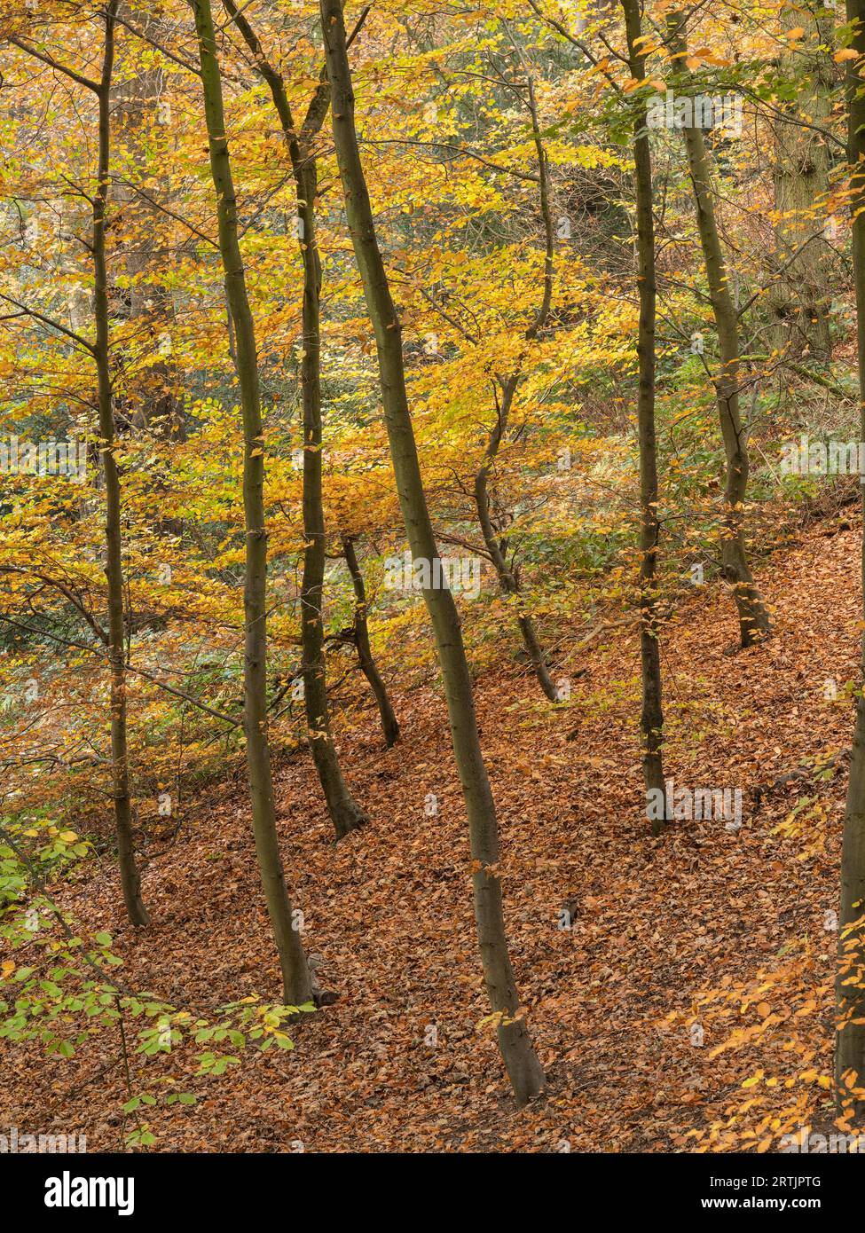 Rectory Wood, Church Stretton, Shropshire, UK Stock Photo - Alamy