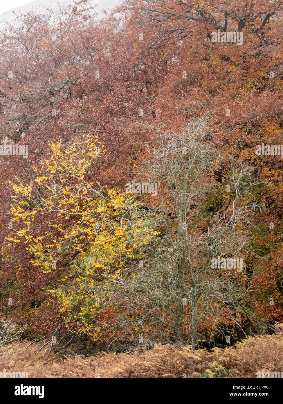 Rectory Wood, Church Stretton, Shropshire, UK Stock Photo - Alamy
