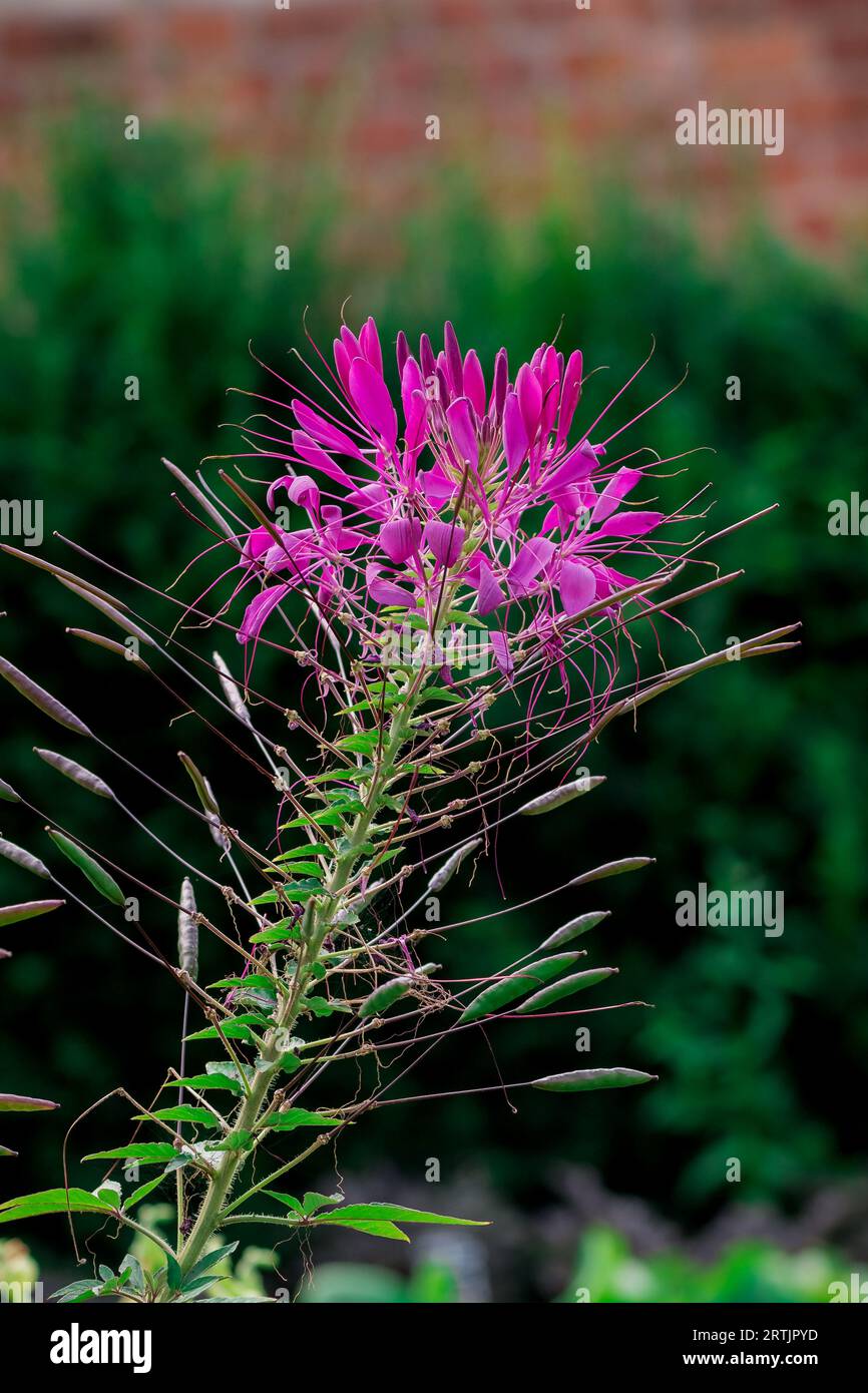 Angels fishing rod plant plant hi-res stock photography and images - Alamy