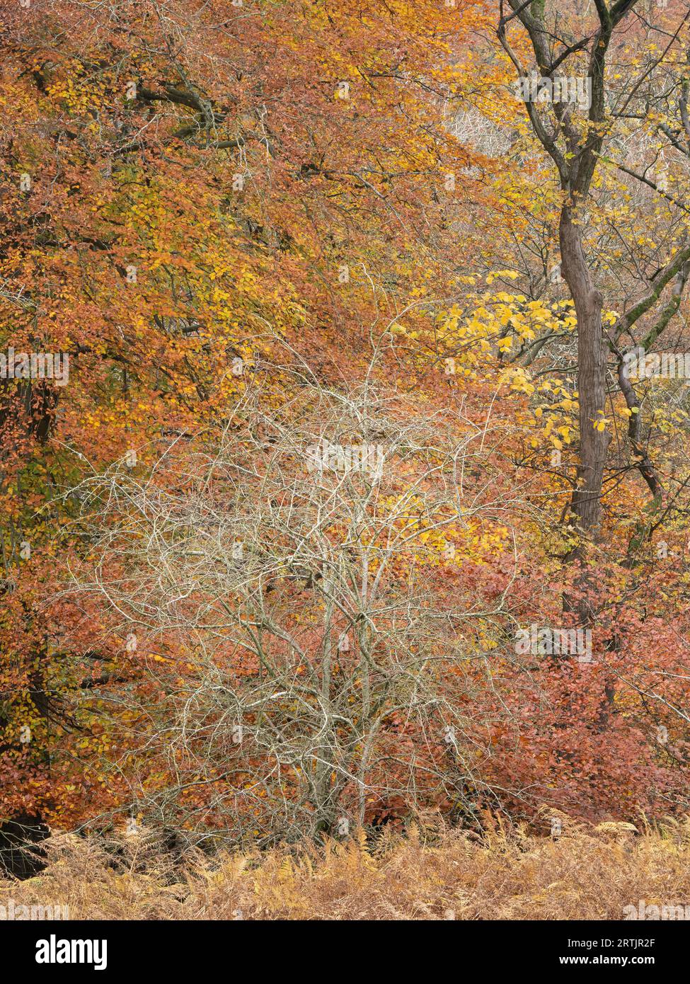Rectory Wood, Church Stretton, Shropshire, UK Stock Photo - Alamy