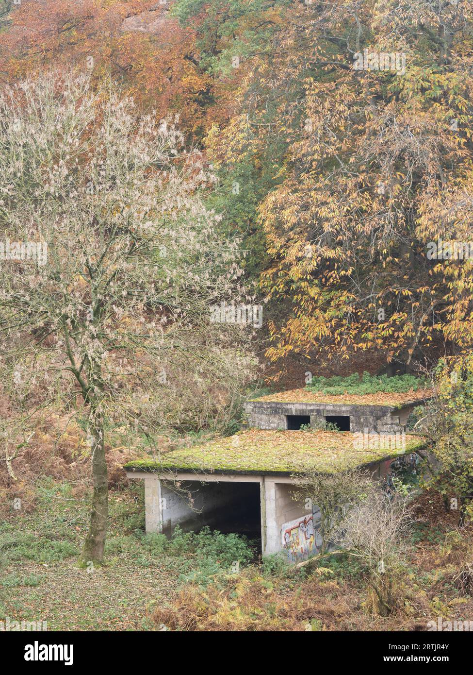 Rectory Wood, Church Stretton, Shropshire, UK Stock Photo - Alamy