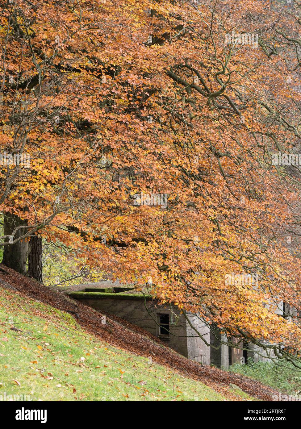 Rectory woods hi-res stock photography and images - Alamy
