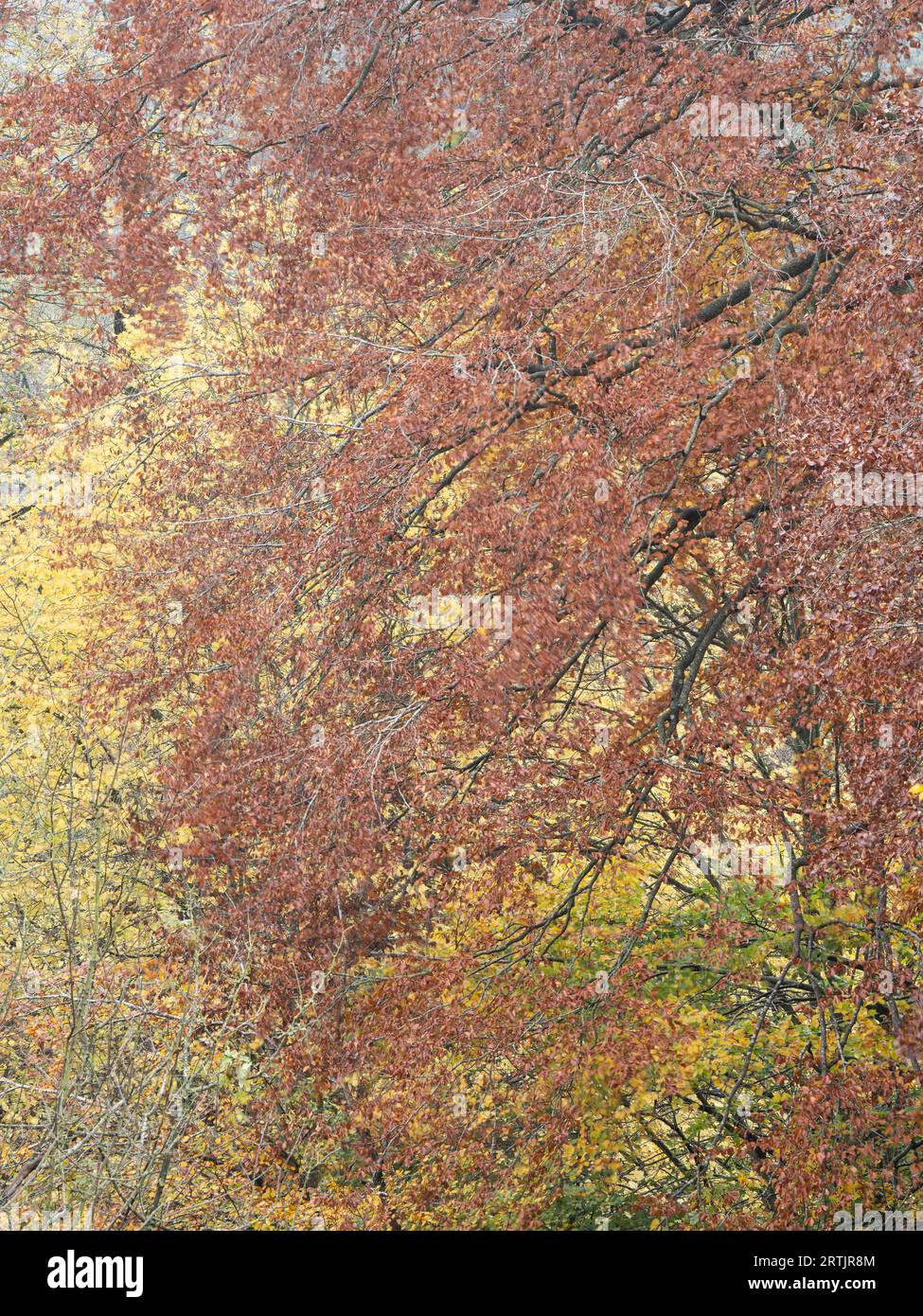 Rectory Wood, Church Stretton, Shropshire, UK Stock Photo - Alamy