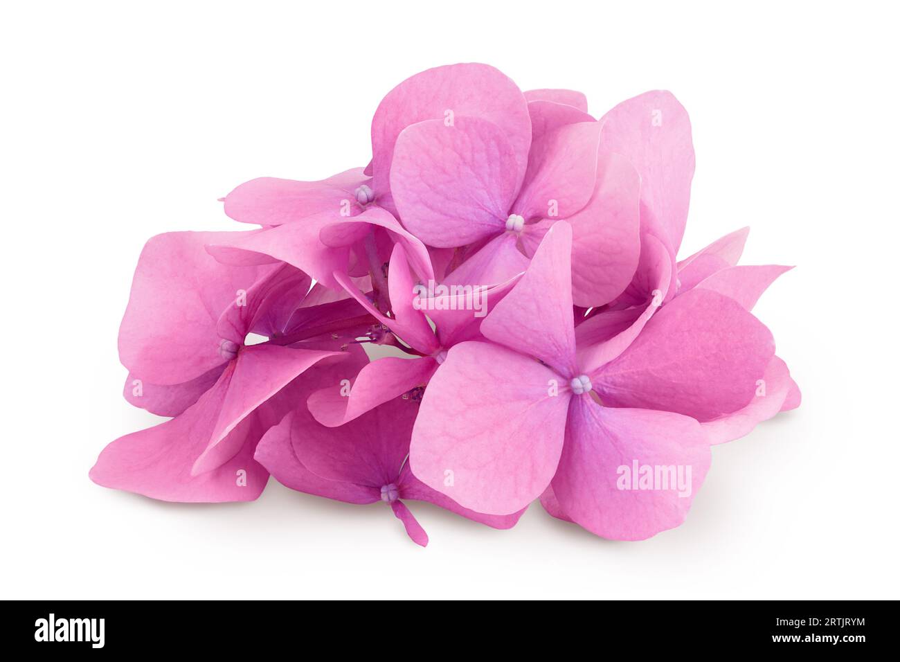 Pink Hydrangea flower isolated on white background Stock Photo - Alamy