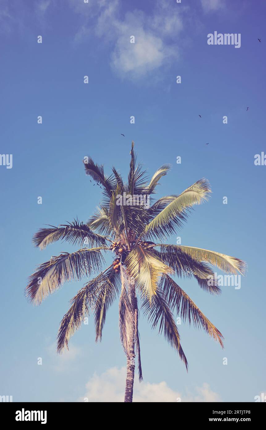 Retro palm tree hi-res stock photography and images - Alamy